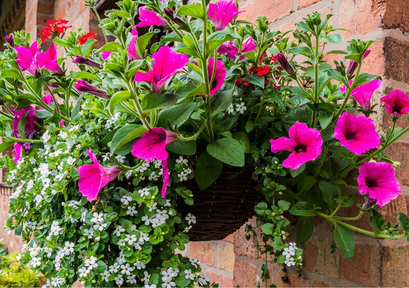 How to Make a Beautiful Hanging Basket - Mackenzie Cruickshank Garden ...