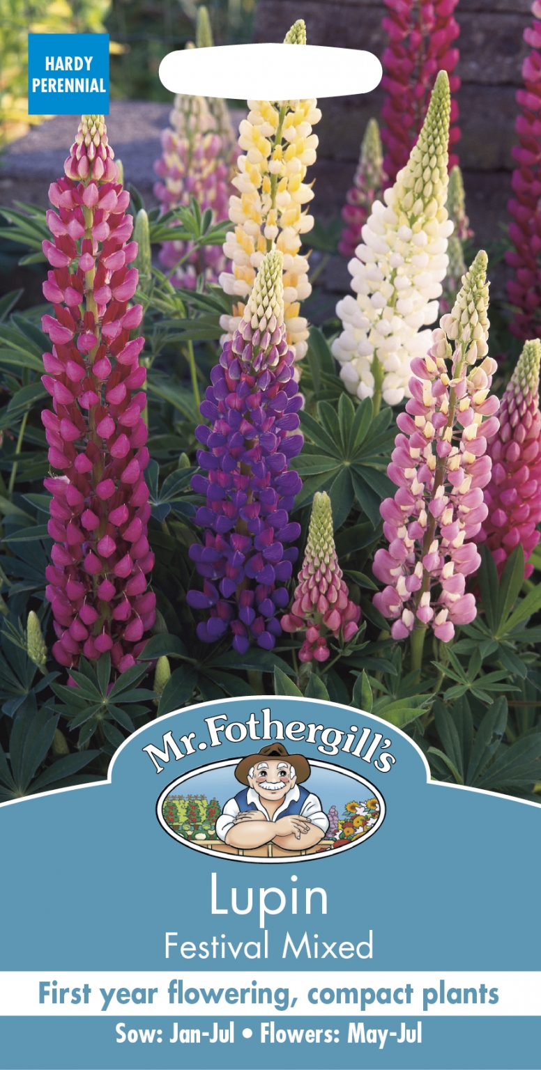 LUPIN Festival Mixed - Mackenzie Cruickshank Garden Centre webshop