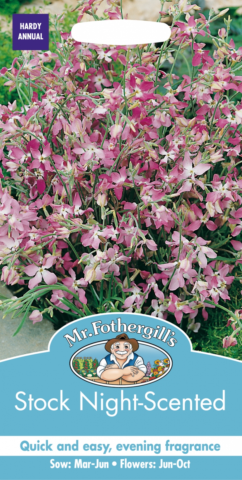 STOCK NIGHT SCENTED - Mackenzie Cruickshank Garden Centre webshop